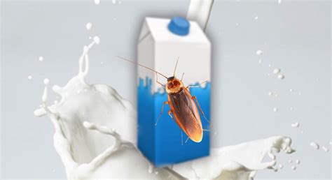 Leche De Cucaracha El ”superalimento” Que Podría Llegar A Tu Mesa