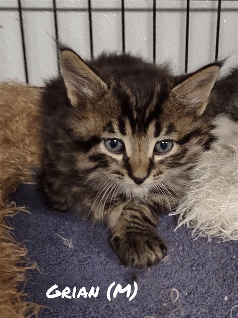 Cats For Adoption In Kent Connecticut Alpha Paw