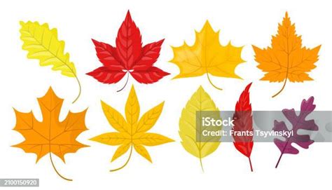 만화 스타일에 아름 다운 단풍의 세트입니다 노란색 주황색 빨간색 가을 다른 잎의 벡터 그림 단풍 나무 오크 흰색 배경에 고립되어 있습니다 0명에 대한 스톡 벡터 아트 및