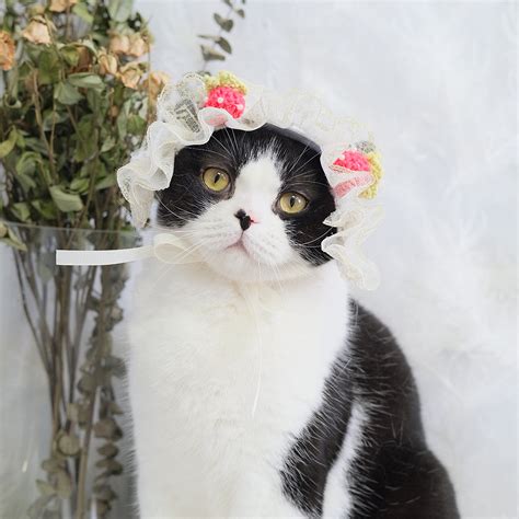 猫帽猫帽子吉祥物第4页大山谷图库