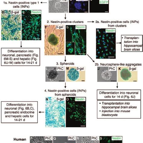 Origin Of Inps A Nestin Egfp Positive Cells Are Detected Only In