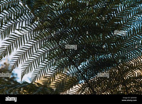 Dicksonia Antarctica Soft Tree Fern Or Man Fern Plant Shot From