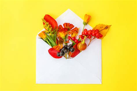 가을 꽃 구성입니다 식물 Viburnum 로완 열매 도그 로즈 신선한 꽃 노란색 배경에 메일 봉투에 다채로운 잎 가을에 대한
