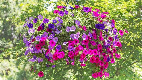 Best Trailing Plants For Hanging Baskets Gardening Know How