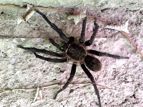Dominican Spiders Theraphosidae Cyrtopholis Cursor