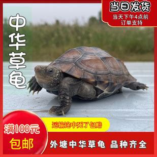 中华草龟小乌龟龟苗乌龟活物草龟观赏宠物黑腹金线养殖场批发 阿里巴巴