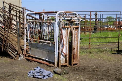 Cattle Loading Chute Stock Photo Image Of Rodeo Grounds 55153016
