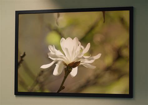 Magnolia Posters And Prints By A Printler