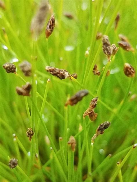 Scirpus Cernuus Urban Tree Farm Nursery