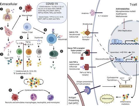 COVID And Immunomodulator Immunosuppressant Use In Dermatology Journal Of The American