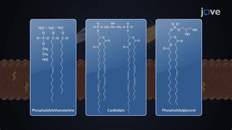 Video Biosynthesis Of Lipids