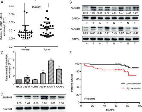 Alkbh5 Was Upregulated In Rcc Tissues And Cell Lines And Acted As A