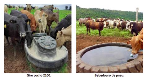 Cocho Para Gado Conheça Os Principais Tipos E Suas Vantagens
