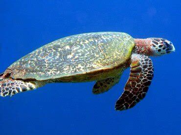 Turtle Lab Exam Flashcards Quizlet Turtle Lab Exam Flashcards Quizlet