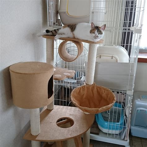 リビングねこのいる風景キャットタワーねこのインテリア実例 2017 01 17 142657 ｜ Roomclip（ルーム