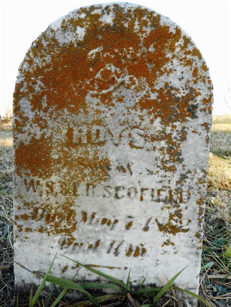 Roy S Scofield 1881 1882 Mémorial Find A Grave