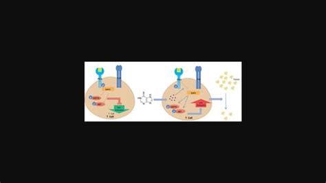 6 Mercaptopurine Potently Inhibits Recruitment Of SHP2 By