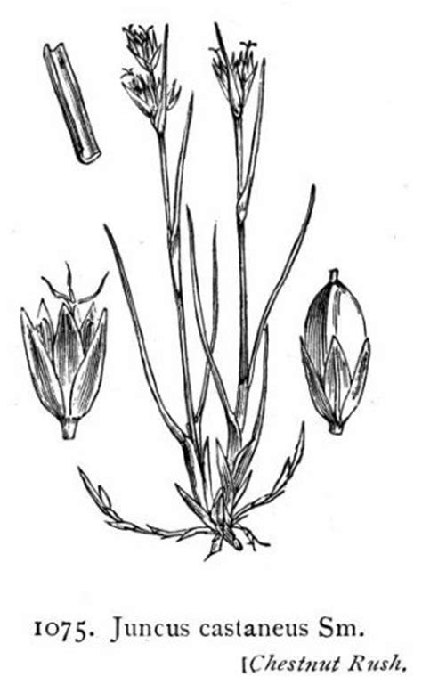 Juncus Junglekey Fr Image 50