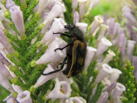 Ñuble Naturaleza Chochito