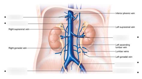 Abdomen Veins Diagram Quizlet