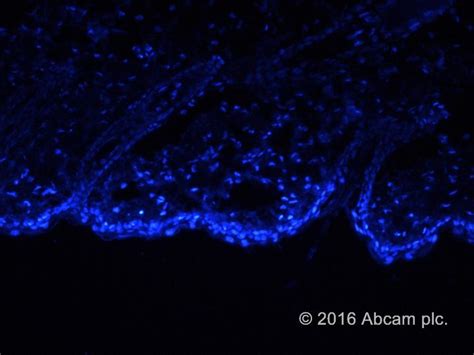 Mounting Medium With Dapi Aqueous Fluoroshield Ab104139 アブカム