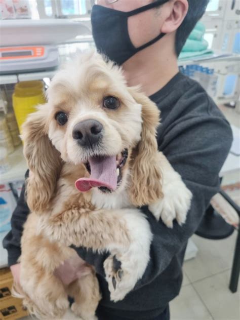 코카스파니엘코코 강아지책임분양 강아지분양 고양이분양 컴투펫 시츄 셔틀랜드쉽독 말티푸 미니핀 치와와 요크셔테리어 포메라니안 말티즈 분양