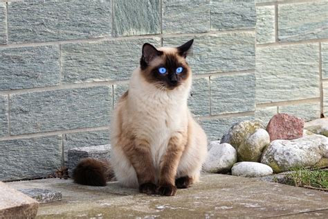 Can Siamese Cats Eat Rice Lai S Lair