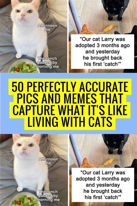 50 Perfectly Accurate Pics And Memes That Capture What Its Like Living