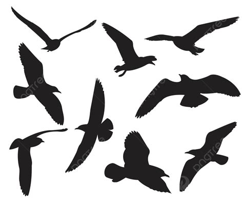 Seagull Set Silhouettes On The White Background Set Isolated White