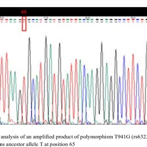 sequence analysis of an amplified product of polymorphism t941g