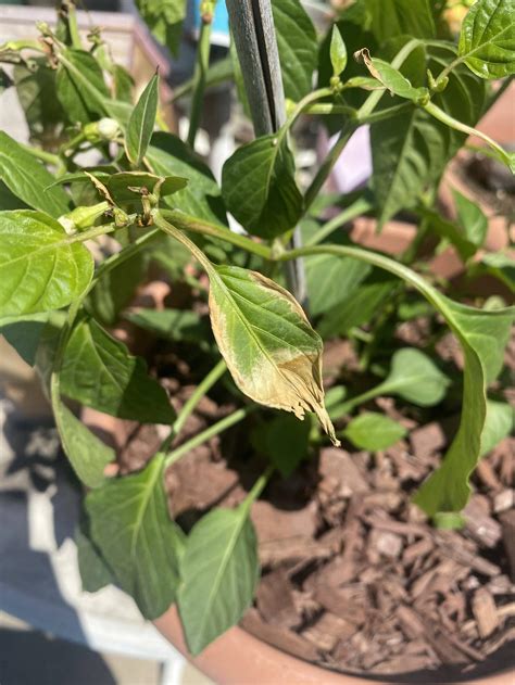 Containers Pepper Plant Leaves Wilting Please Help Gardening