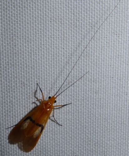 Macrostemum Midas · Inaturalist