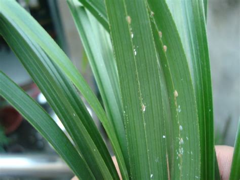 兰花常见虫子及图片 兰花叶上长满了白点 兰花土里的虫子图片 第6页 大山谷图库