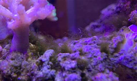 Tommy Aquario Bryopsis Spp