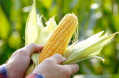 Inheemse En Uitheemse Plante Weet