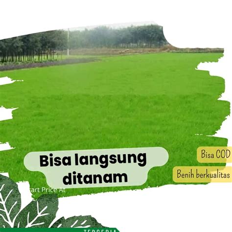 Bibit Rumput Dekorasi Aa Daftarbelanja