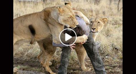 Lion Attacks On Humans The Deadliest Lion Attacks In Human History