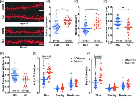 Dendritic Spine Morphology Of Hippocampal Ca1 Pyramidal Neurons Of