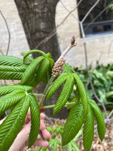 Trees Shrubs Groundcovers Flashcards Quizlet