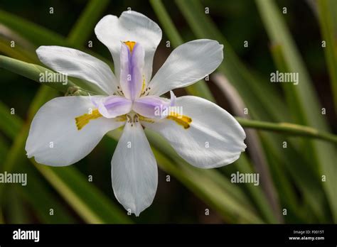 African Iris Cape Iris Dietes Iridioides Flower Usa Florida