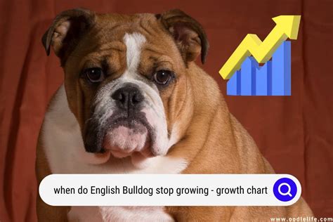 When Do English Bulldogs Stop Growing Growth Chart Oodle Life