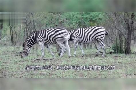 雄性斑马残忍咬死斑马幼崽？背后原因竟是这样，太不可思议了斑马原因
