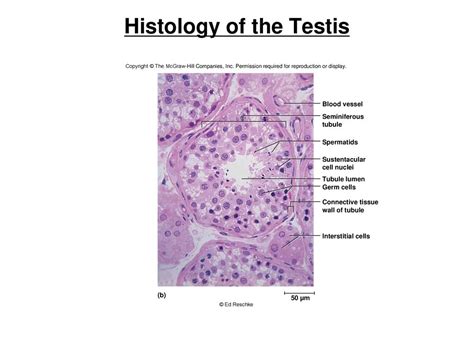 The Reproductive System Ppt Download