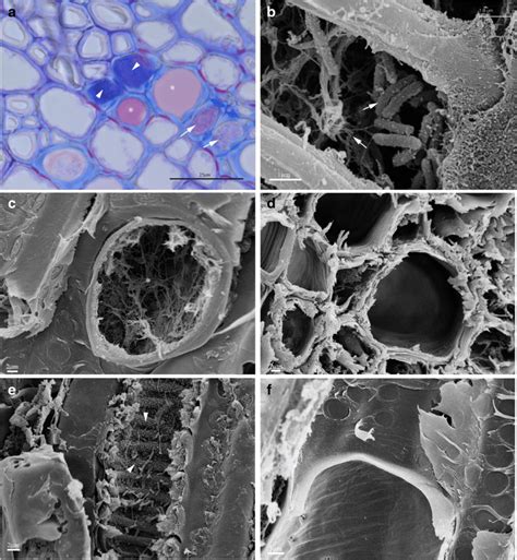 Lm Image A And Sem Micrographs B C D E And F Of Sj 668 A Download Scientific Diagram
