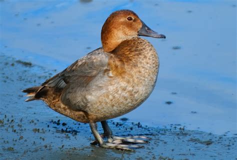 ホシハジロ 2022 12 13 日本の野鳥識別図鑑