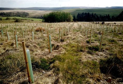 Sapling Protection Beechgrove Trees