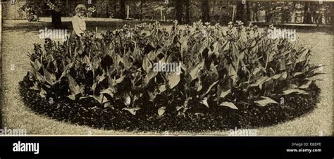 A Guide To Rose Cultivation And Care Offering Advice On Growing Roses