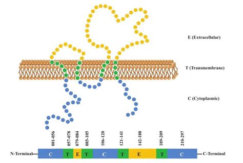 Cd20：在伴随诊断中占据重要地位的生物标志物 上海优宁维生物科技股份有限公司