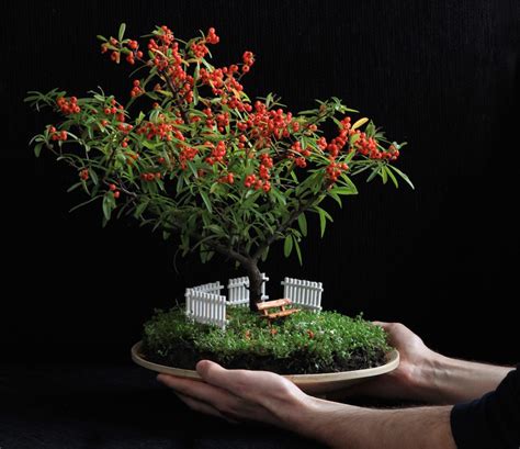 Miniature Bonsai Gardens - Bonsai Empire