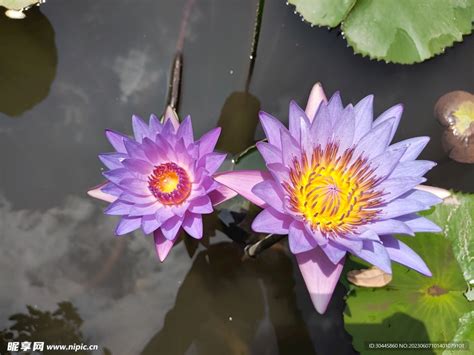 紫色睡莲摄影图 花草 生物世界 摄影图库 昵图网